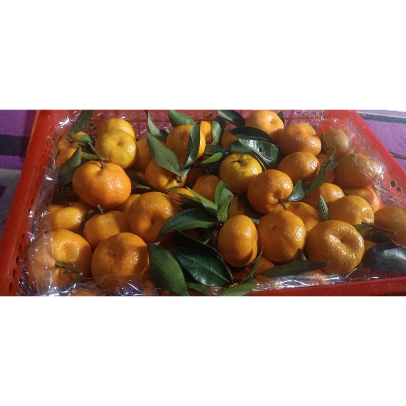 Jual JERUK SHANTANG DAUN #JERUKSHANTANG | Shopee Indonesia