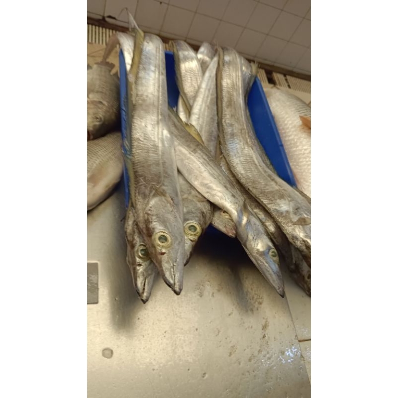 Jual ikan layur segar | Shopee Indonesia