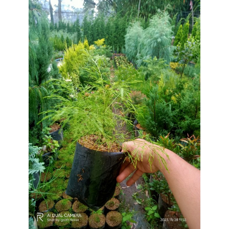 Jual tanaman hias pohon Cemara balon ukuran 20cm | Shopee Indonesia