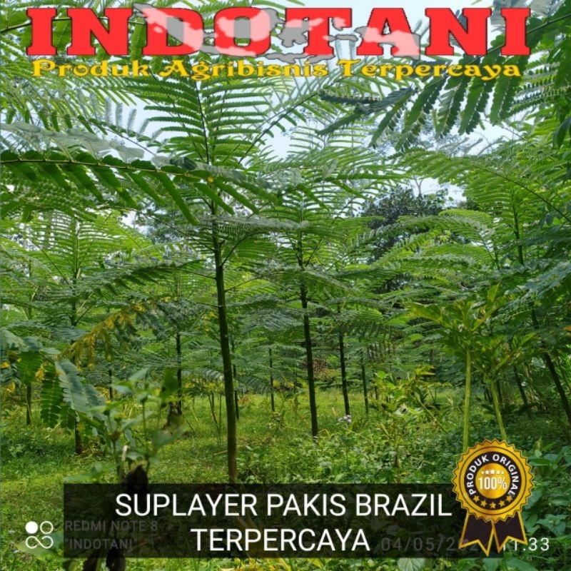 Jual Pakis Brazil / Solobium Parahiba tinggi 3 m | Shopee Indonesia