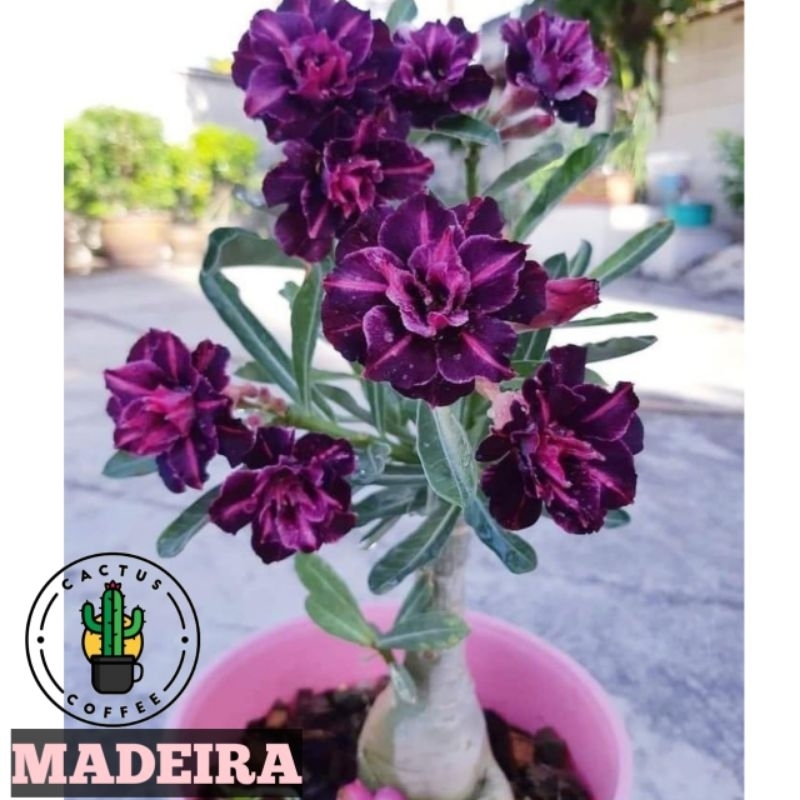 Jual ADENIUM KAMBOJA JEPANG BUNGA TUMPUK MADEIRA | Shopee Indonesia