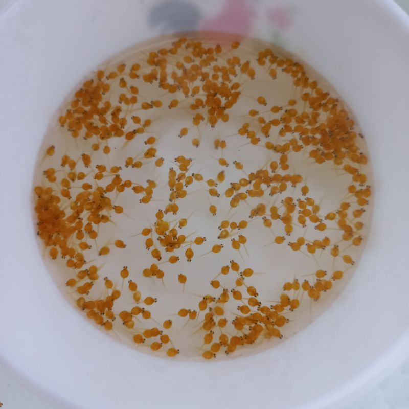 Jual bibit telur gurame soang paket isi 800-telur gurame soang super ...