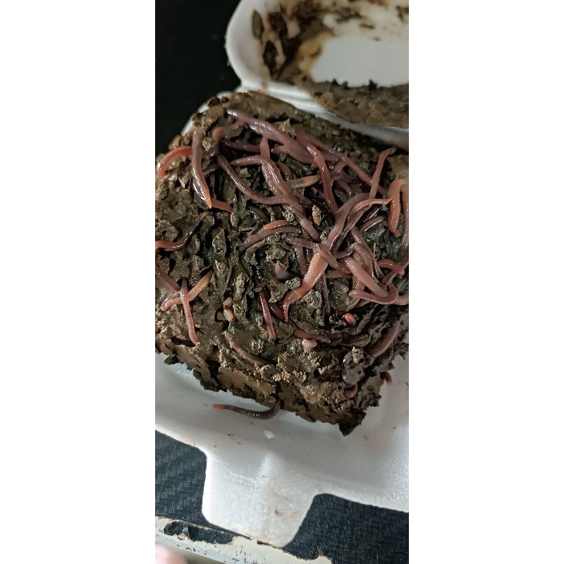 Jual cacing lur sawah | Shopee Indonesia