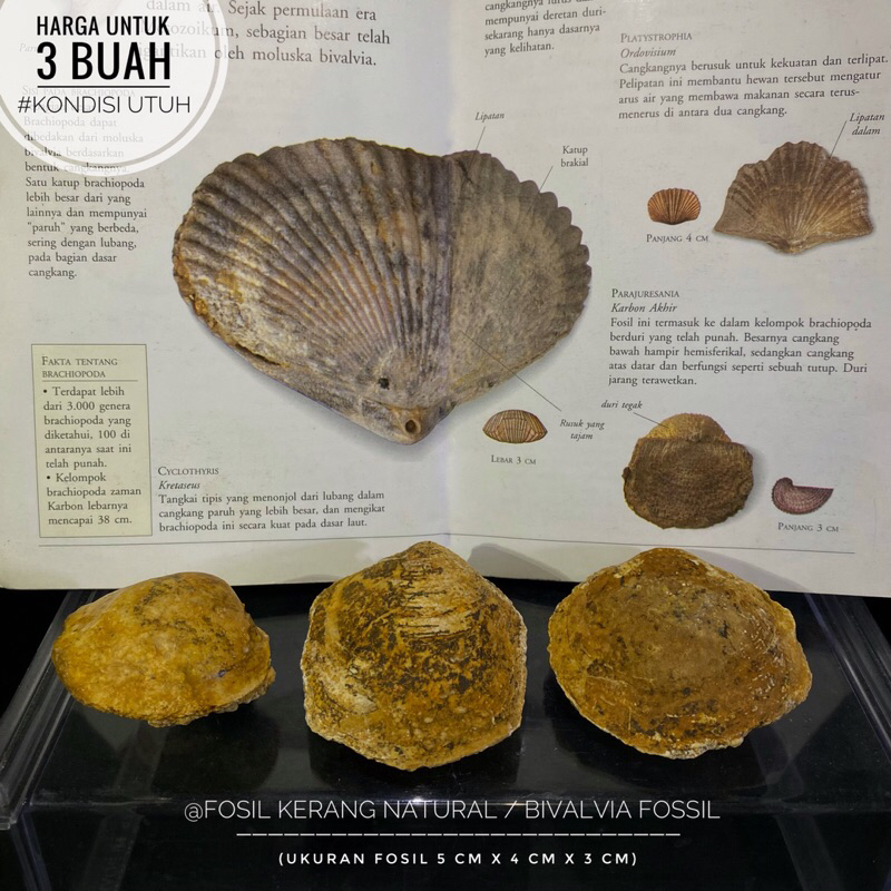 Jual Fosil Kerang Natural A19 atau Fosil Bivalvia Purba atau Fosil ...