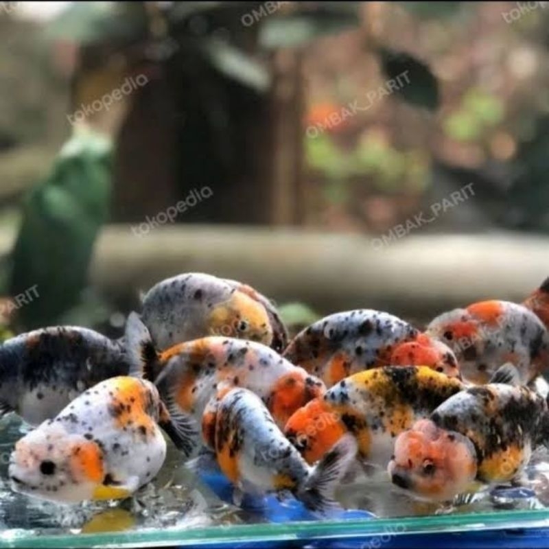 Jual ikan mas koki ranchu PW | Shopee Indonesia
