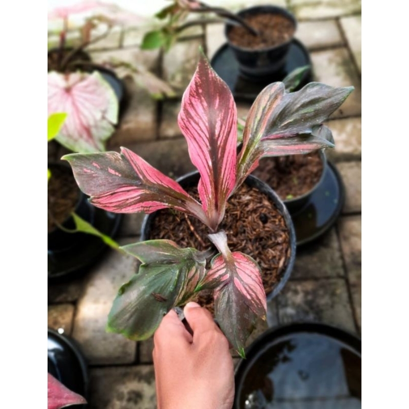 Jual Caladium Yellow Leopard KeladiHias Yellow Leopard Tanaman Hias ...