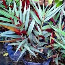 Jual BIBIT JAHE HITAM/JAHE WULUNG HERBAL (BELI 5GRATIS 1) | Shopee ...