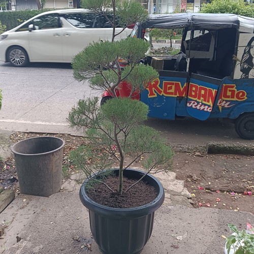 Jual Cemara Udang 1,5 Meter - Casuarina equisetidolia - Tanaman Cemara ...