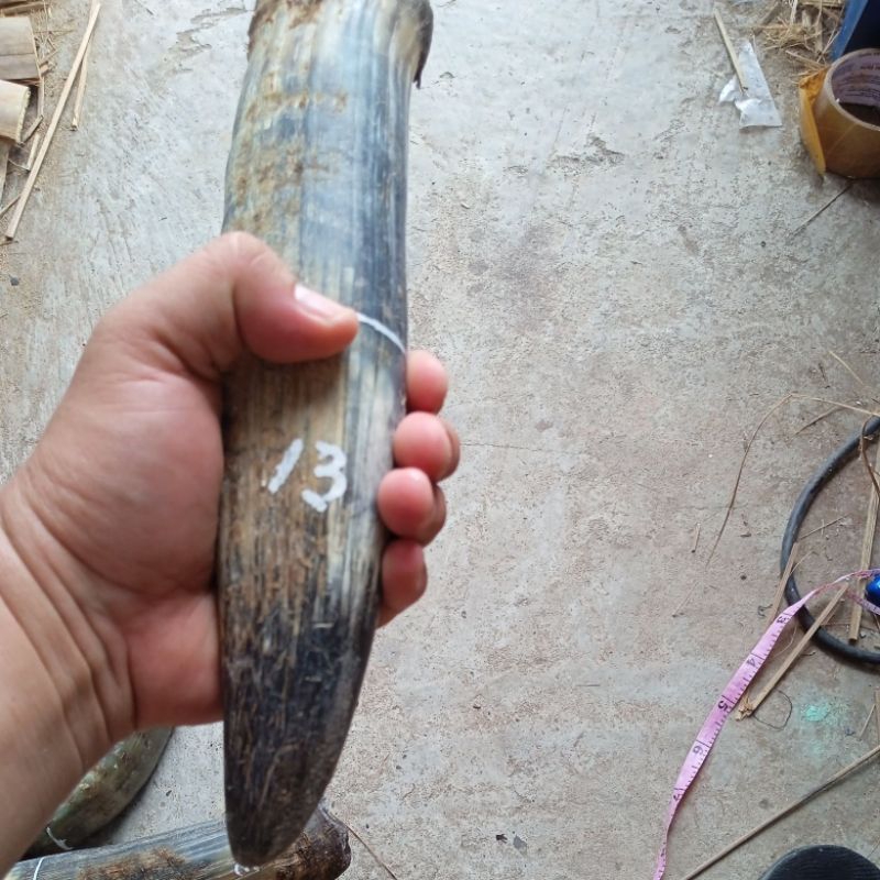 Jual tanduk sapi padatan 10-15 cm | Shopee Indonesia