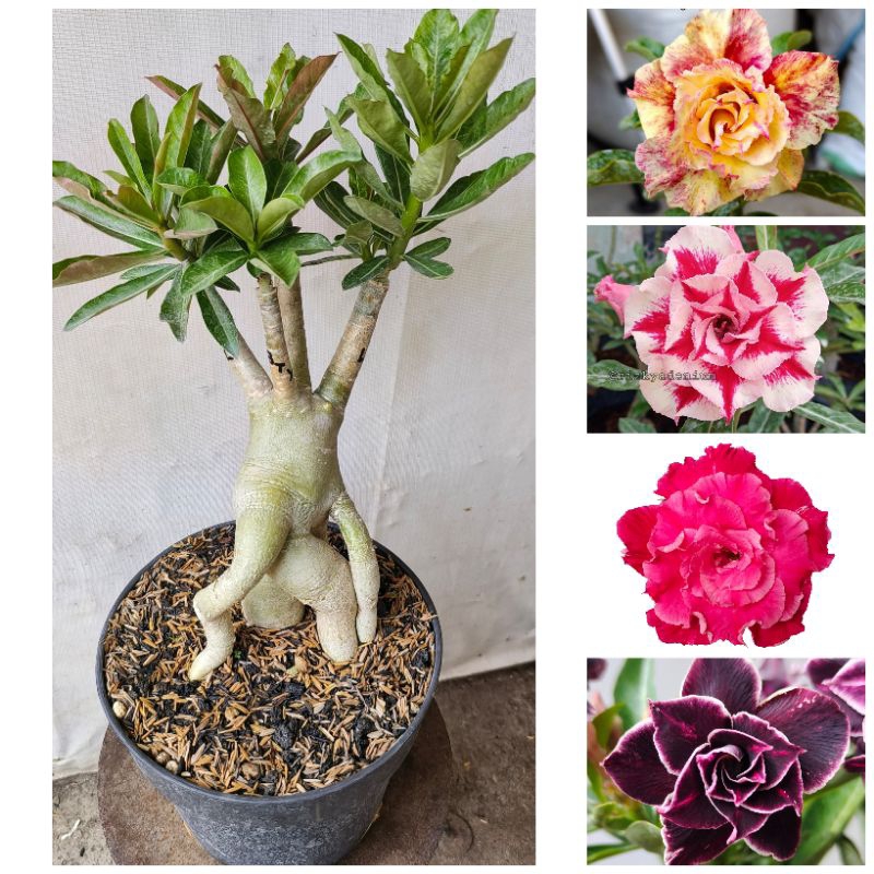 Jual Adenium Grafting 1 Pohon 4 Warna Bunga | Shopee Indonesia