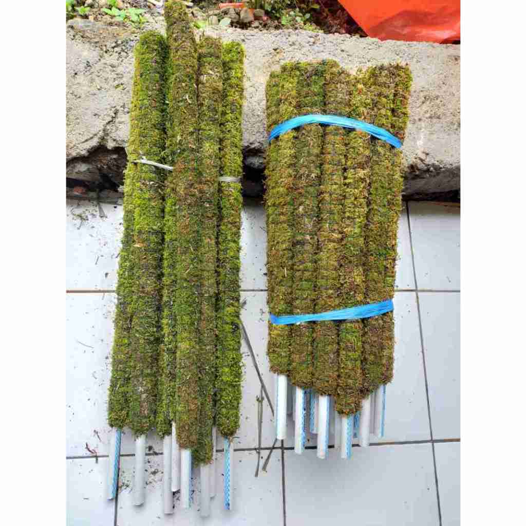 Jual Turus lumut penyangga tanaman 50cm | Shopee Indonesia