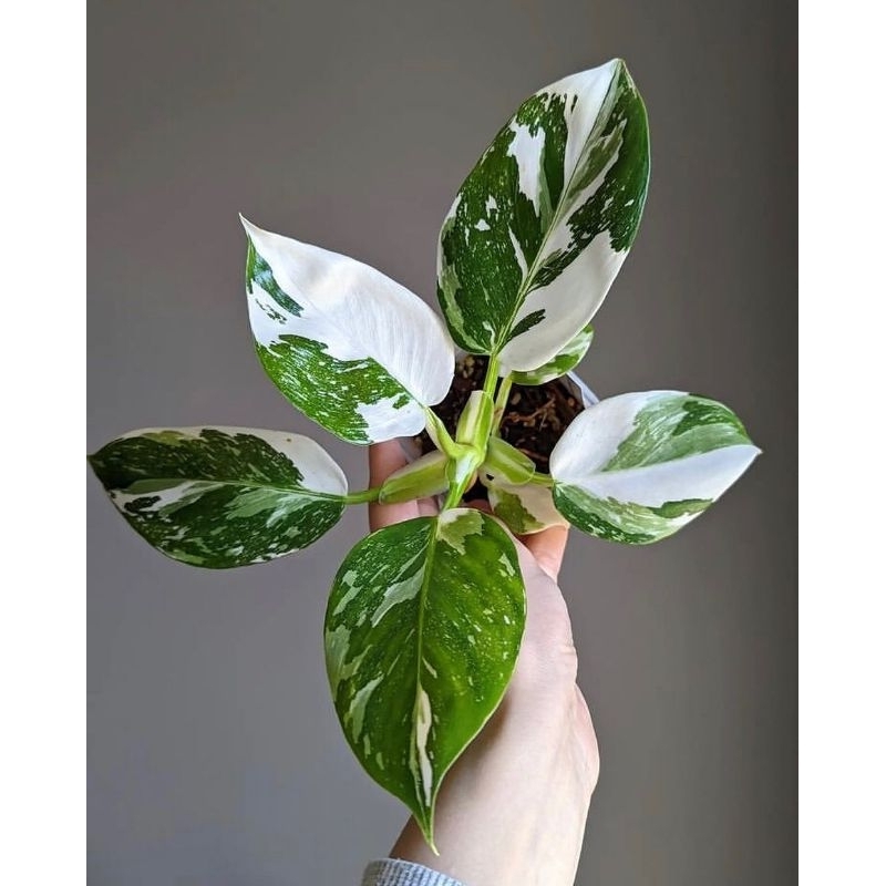 Jual promo.!!! tanaman aroid varigata | Shopee Indonesia