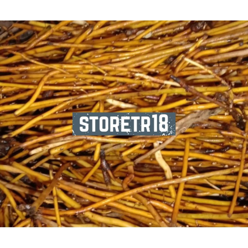 Jual Akar Pohon Aren Segar Fresh Paket 1 Kg | Shopee Indonesia