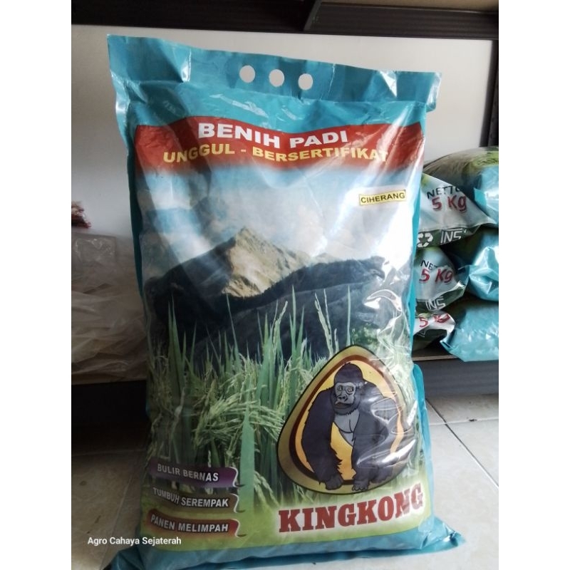 Jual TERLARIS BENIH PADI KINGKONG UNGGUL DAN BESERTIFIKAT VARIETAS CIHERANG 5KG | Shopee Indonesia