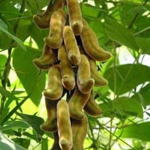 Jual Bibit Benih Kacang Kara Benguk Putih (5 Gram) | Shopee Indonesia