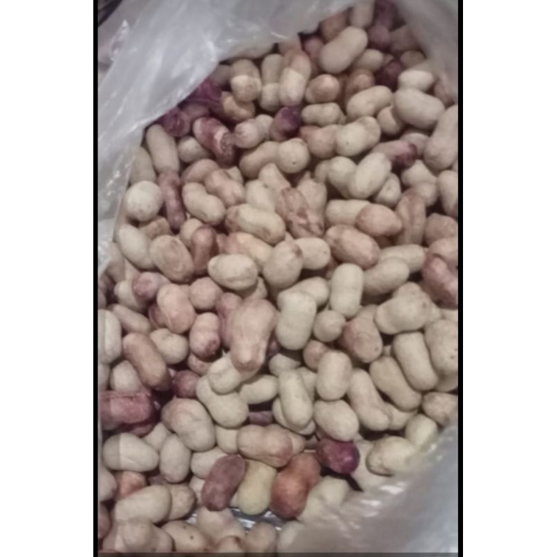 Jual BIJI JAMBLANG KERING OBAT HERBAL KENCING MANIS SAKIT GULA DIABETES ...