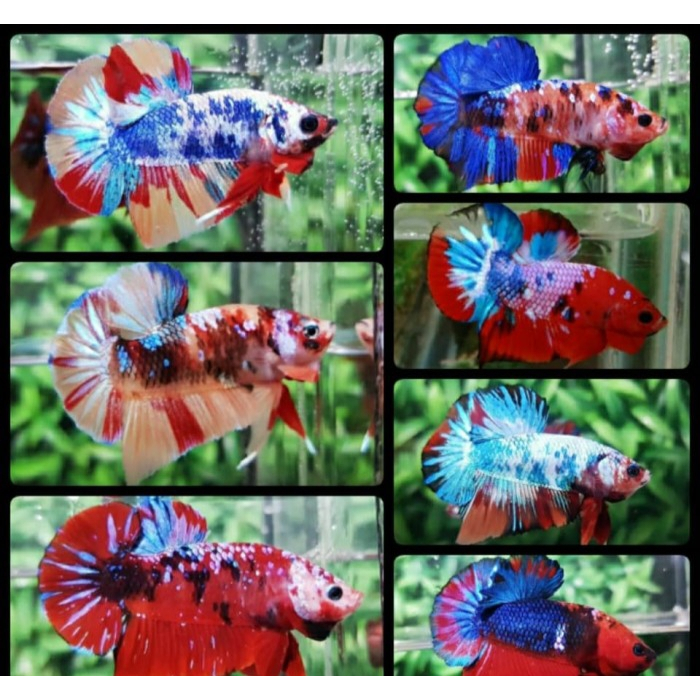 Jual CUPANG HIAS MULTICOLOUR FULLBLOCK | Shopee Indonesia