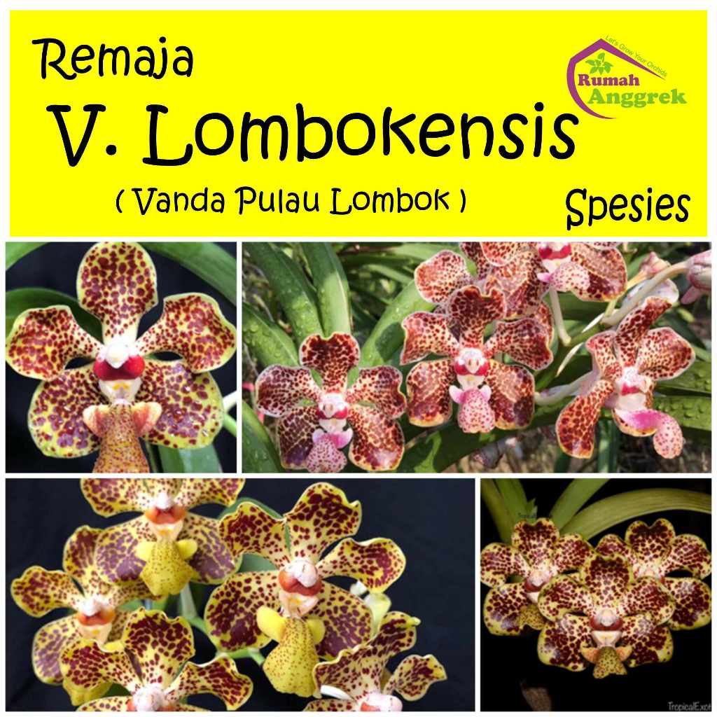 Jual Anggrek Vanda Lombokensis Remaja Spesies pulau lombok langka rare ...