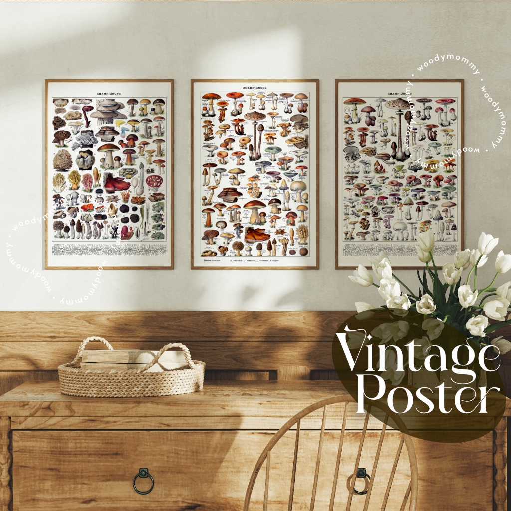 Jual Vintage Poster Jamur - Mushrooms Educational Wall Art ...