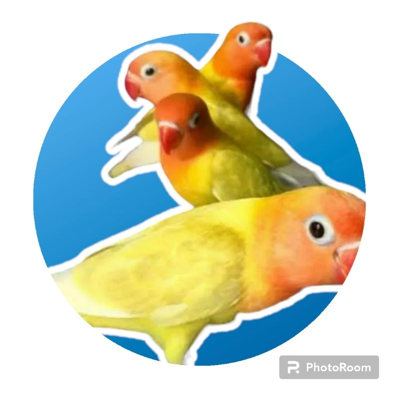 Jual Lovebird Paskun (pastel kuning) | Shopee Indonesia