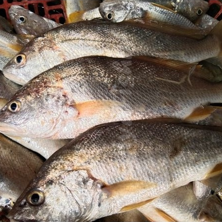 Jual Ikan Samge Segar Ikan Samge 1Kg | Shopee Indonesia