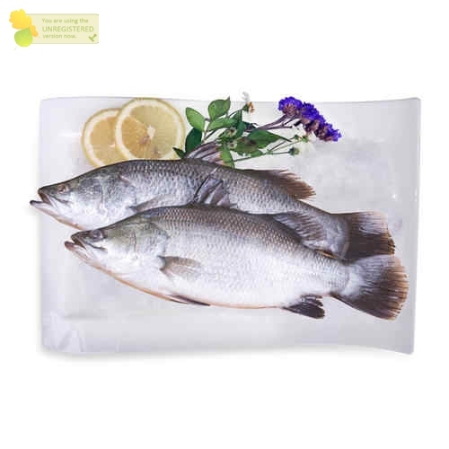 Jual Ikan Kakap Putih Segar Ikan Kakap Putih Barramundi Baramundi 1Kg ...