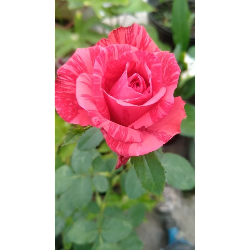 Jual Batang Stek Mawar Merah Merona Cantik Elegant | Shopee Indonesia