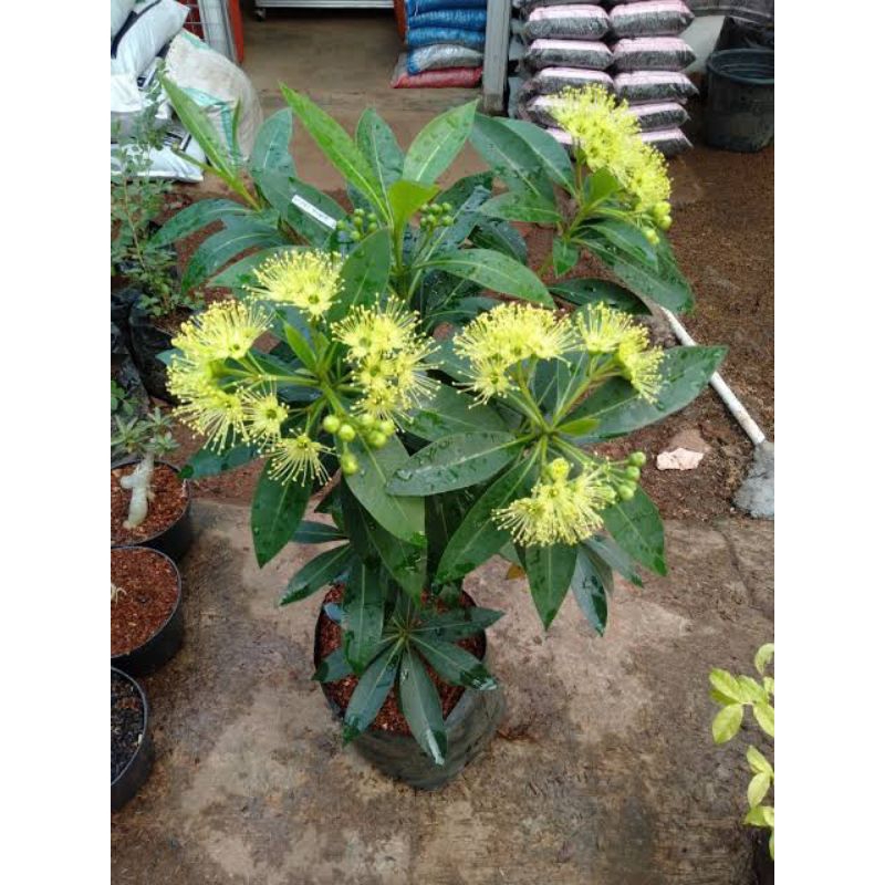 Jual bilih pohon tanaman santos lemon bunga kuning ukuran medium ...
