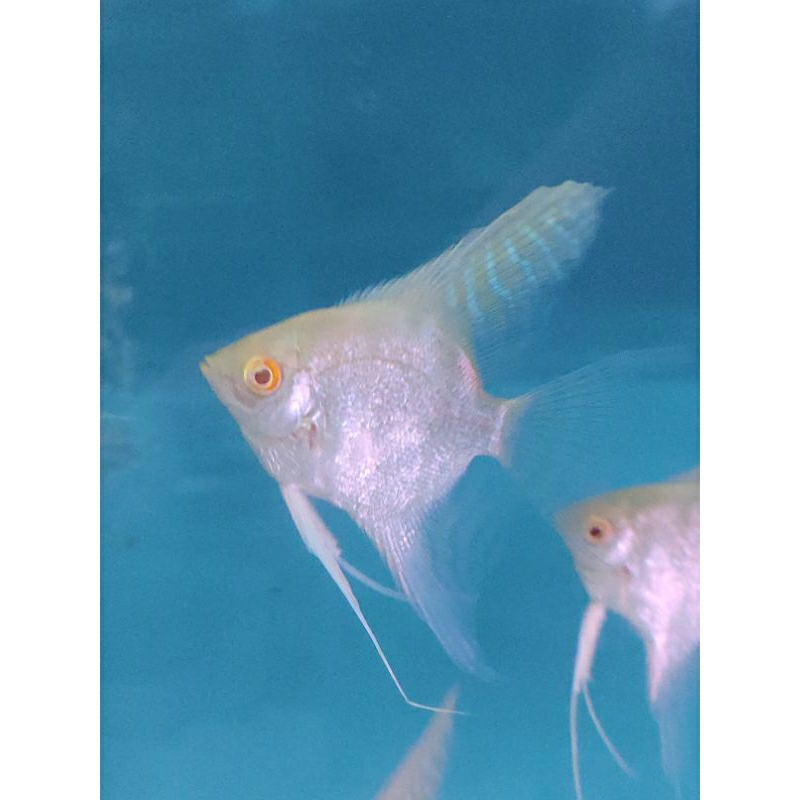Jual Manfish Red eye ukuran 4cm | Shopee Indonesia