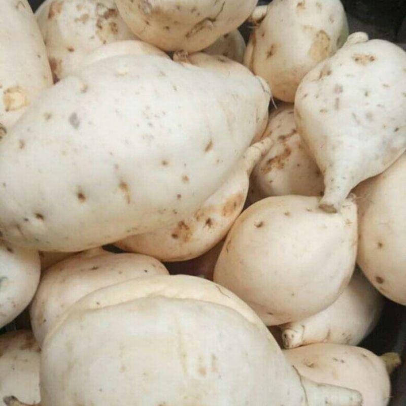 Jual Ubi jalar,ketela rambat,telo,ubi jalar putih/ubi tw 1 kg (siap ...