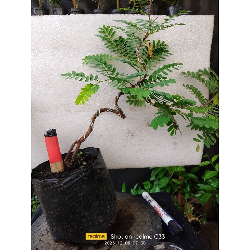 Jual Bahan Bonsai Asam Jawa / Asem | Shopee Indonesia