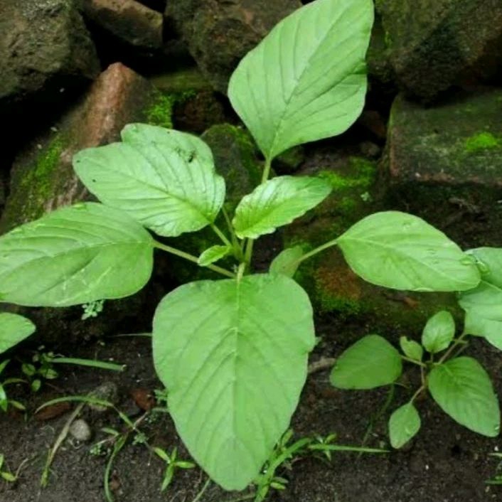 Jual 20 Butir bibit/Biji Benih Bayam raja/bayam Petik bayam daun lebar ...