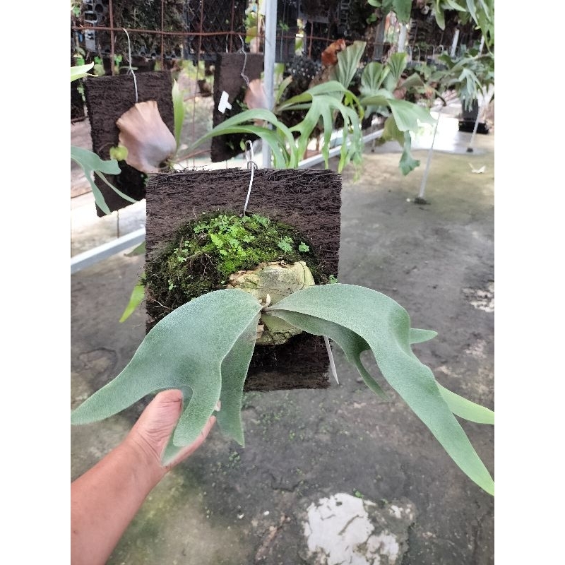 Jual platycerium Pegasus pup rawatan | Shopee Indonesia