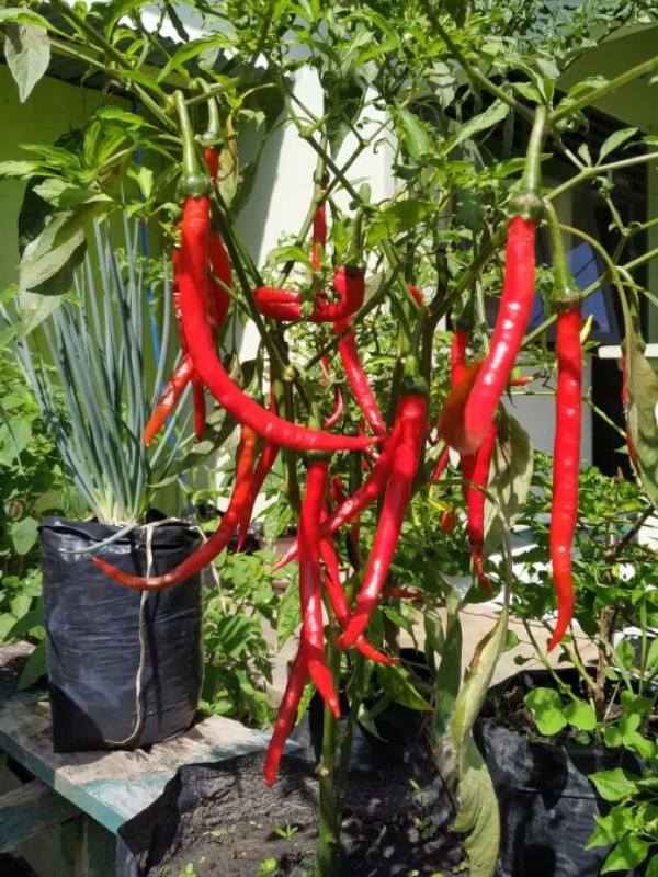 Jual Tanaman Cabe Merah Besar - Bibit Pohon Cabai Merah Besar | Shopee ...