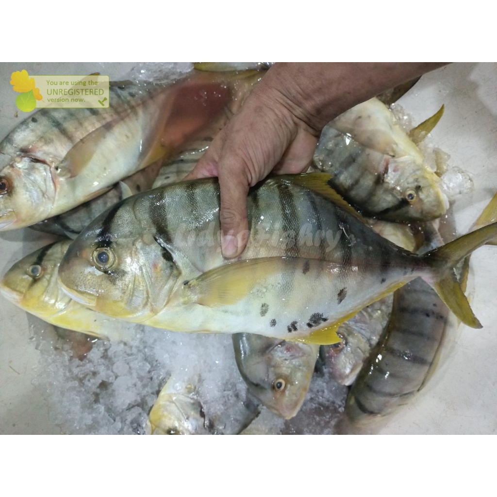 Jual Ikan Kuwe Segar Ikan Kuwe Manggali Ikan Kue 1Kg | Shopee Indonesia Jual Ikan Kuwe Segar Ikan Kuwe Manggali Ikan Kue 1Kg | Shopee Indonesia