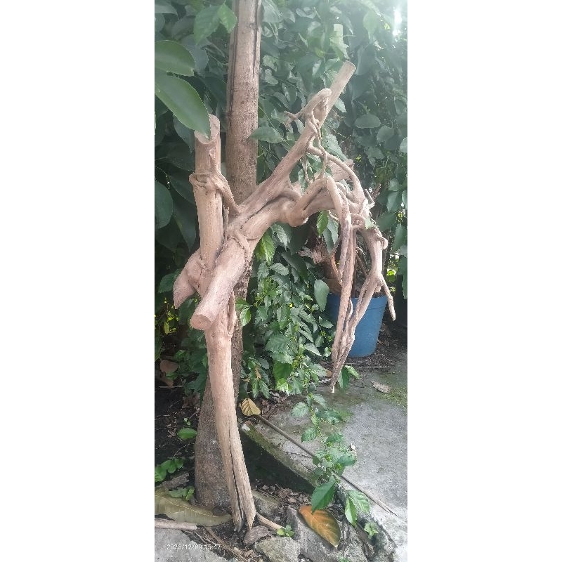 Jual Kayu telogosari Semar petruk langka & unik akar mimang | Shopee ...