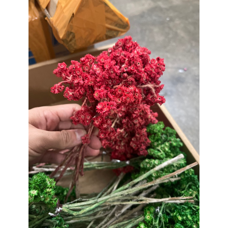 Jual Bunga Edelweiss Kering Bunga Abadi untuk Bahan Mahar Rustic Bunga ...