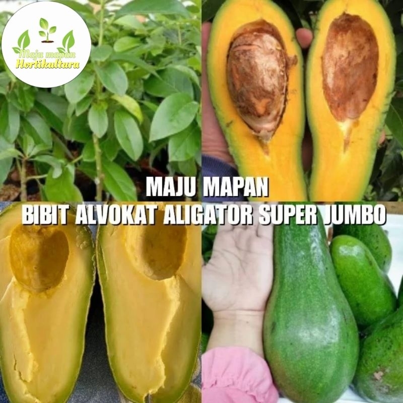 Jual BIBIT ALPUKAT ALIGATOR SUPER (BUAH JUMBO) | Shopee Indonesia