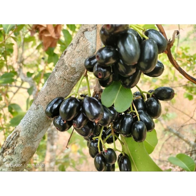 Jual Jamblang / Buah juwet duwet | Shopee Indonesia