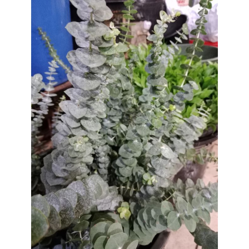 Jual daun dolar daun potong dekorasi hiasan 1 tangkai | Shopee Indonesia