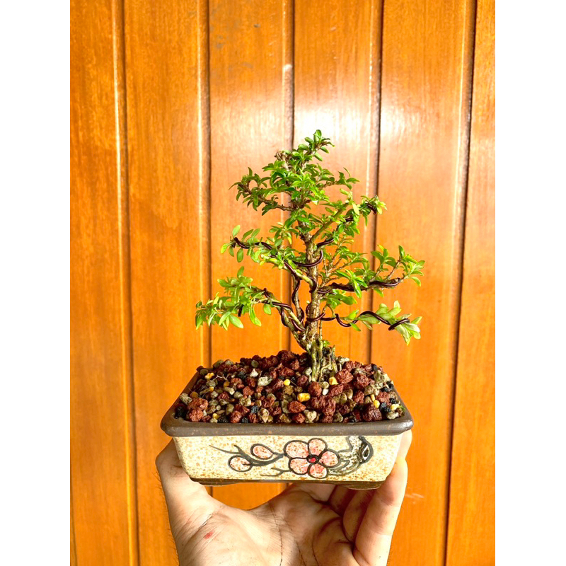 Jual Serissa Micro Bonsai | Shopee Indonesia