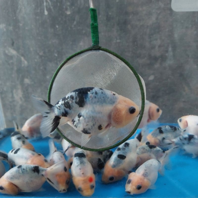 Jual Maskoki ikan Ranchu SAPI Original FOTO REAL (bisa pilih ikan ...