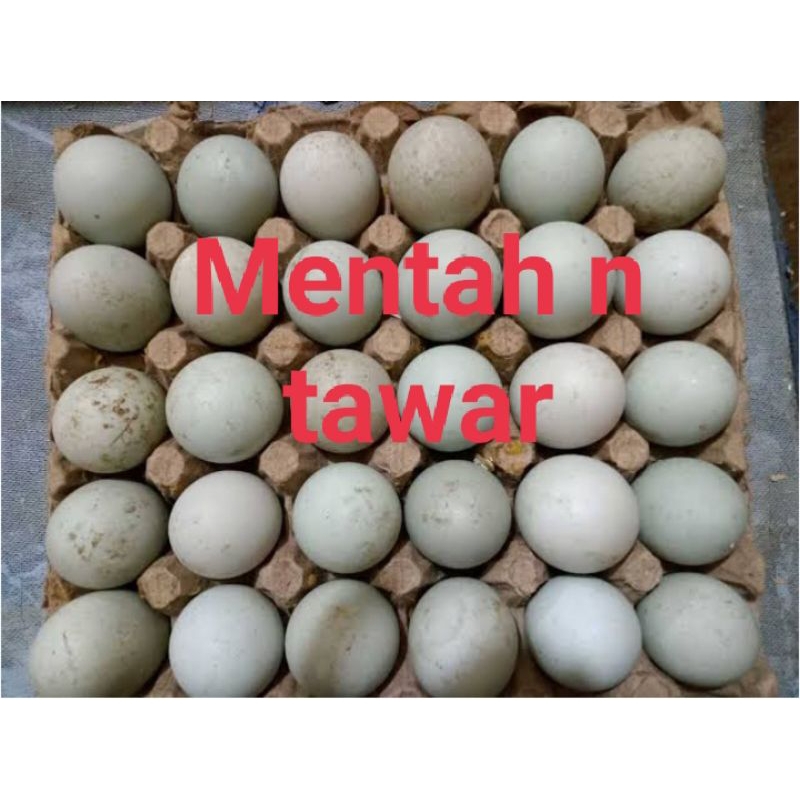 Jual Produk Telur Pontianak | Shopee Indonesia