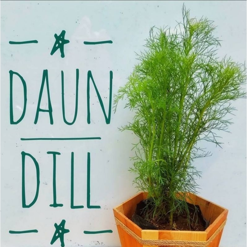 Jual Daun Adas Segar, Daun Dill segar 50 Gram | Shopee Indonesia