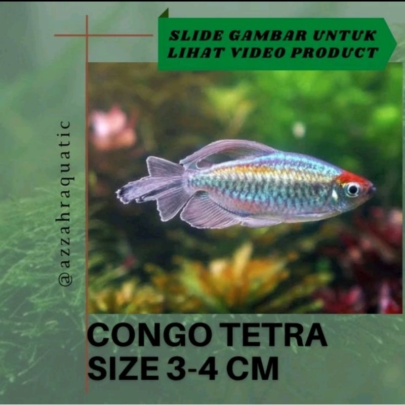 Jual Ikan Hias Congo Tetra Size 3 Cm | Shopee Indonesia