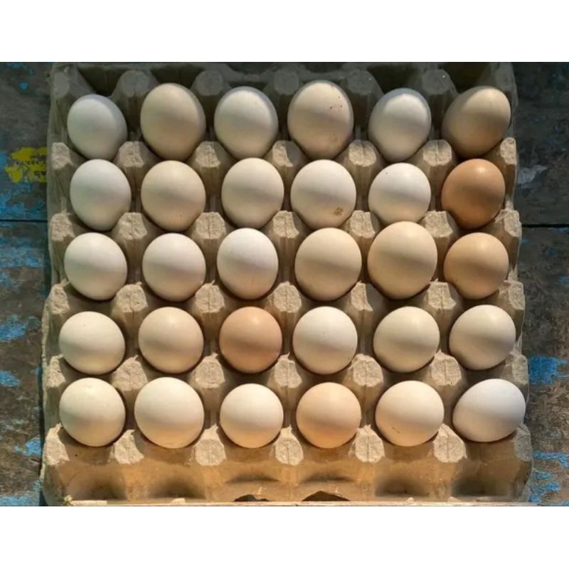 Jual Telur ayam mardi ayau aka raja. untuk di tetaskan harga 1. butir ...