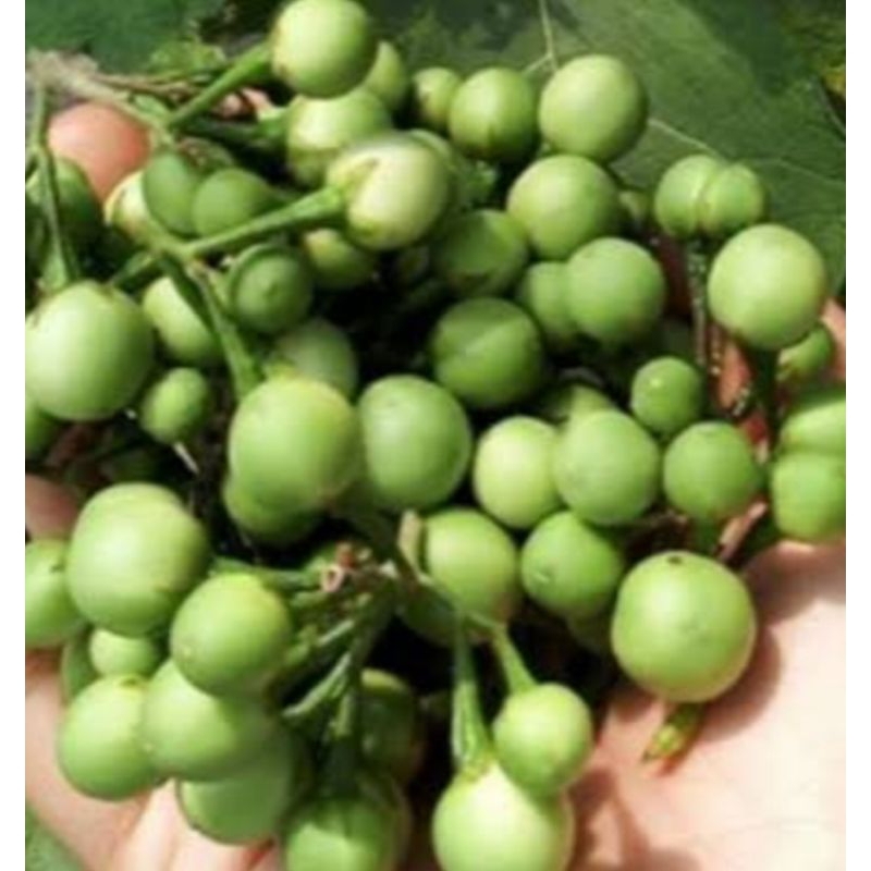 Jual tekokak/buah rimbang/ cokak baru petik dari kebun 500gram | Shopee ...