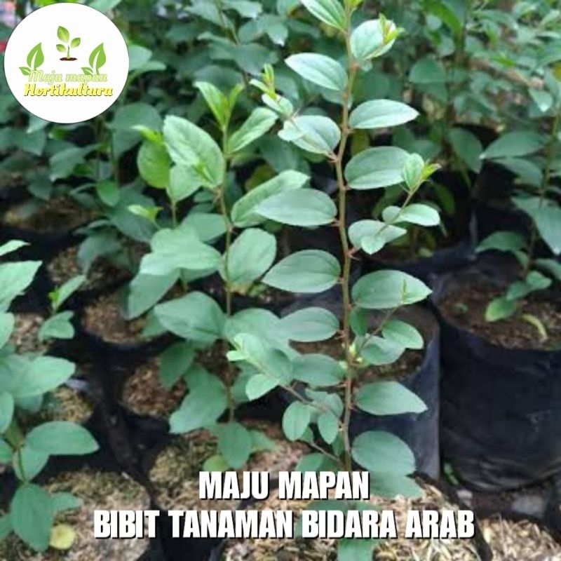 Jual BIBIT TANAMAN BIDARA (BIDARA ARAB) | Shopee Indonesia