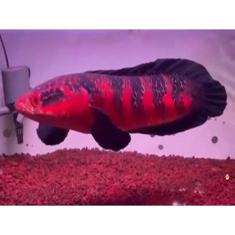 Jual Maru Red Barito 15/18cm (progres) | Shopee Indonesia