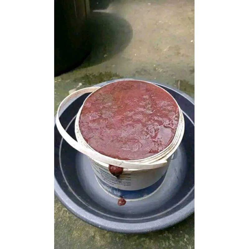 Jual CASUT/Cacing SUTRA Fres alm hidup buat pakan burayak CUPANG,lele ...